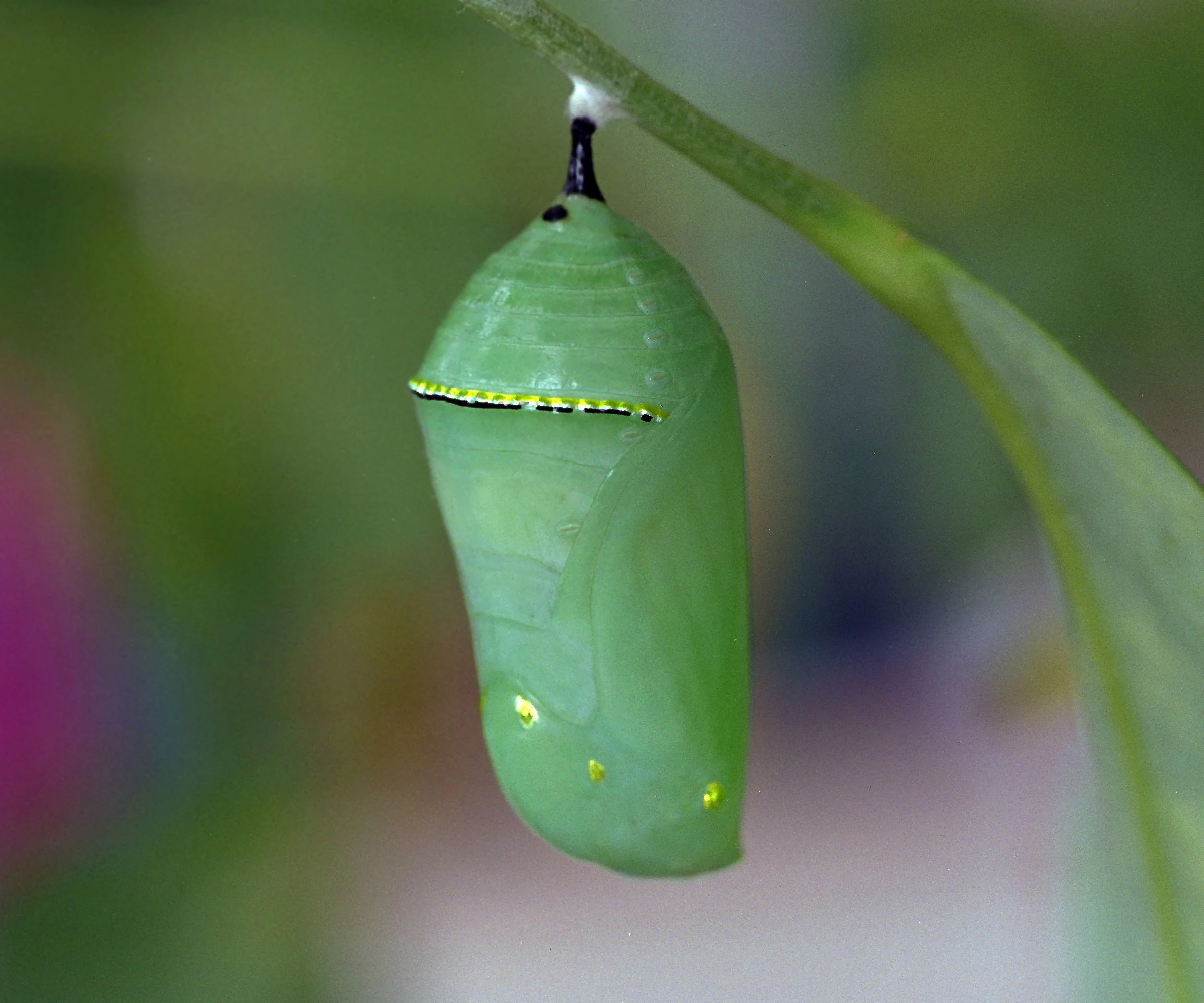 larva ~ evolve ~ cocoon – The English Alphabet Code